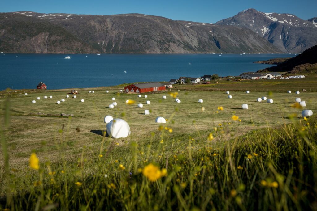 Agriculture in Greenland – Trap Greenland
