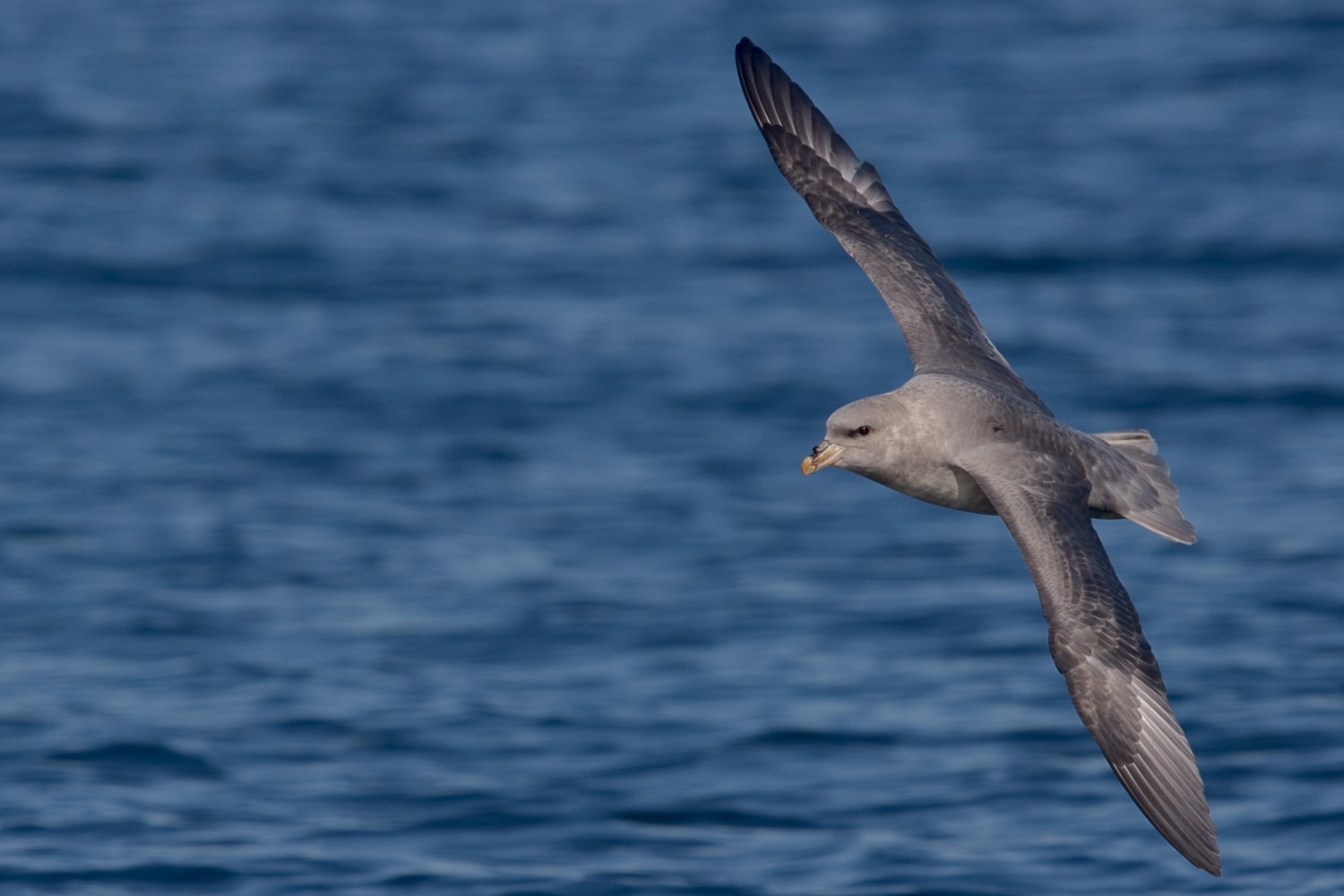 Kalaallit Nunaani timmissat assigiinngitsut – Trap Kalaallit Nunaat