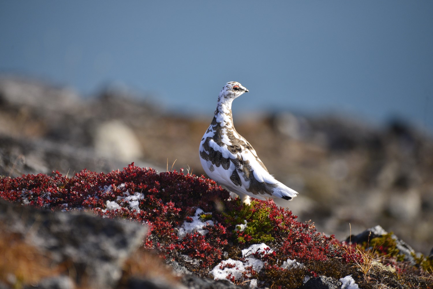 Kalaallit Nunaani timmissat assigiinngitsut – Trap Kalaallit Nunaat